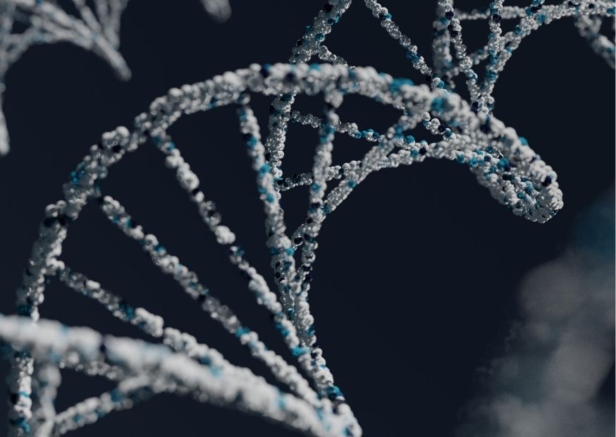 Geny/geny – czym są? Podział genów oraz ciekawostki o genach